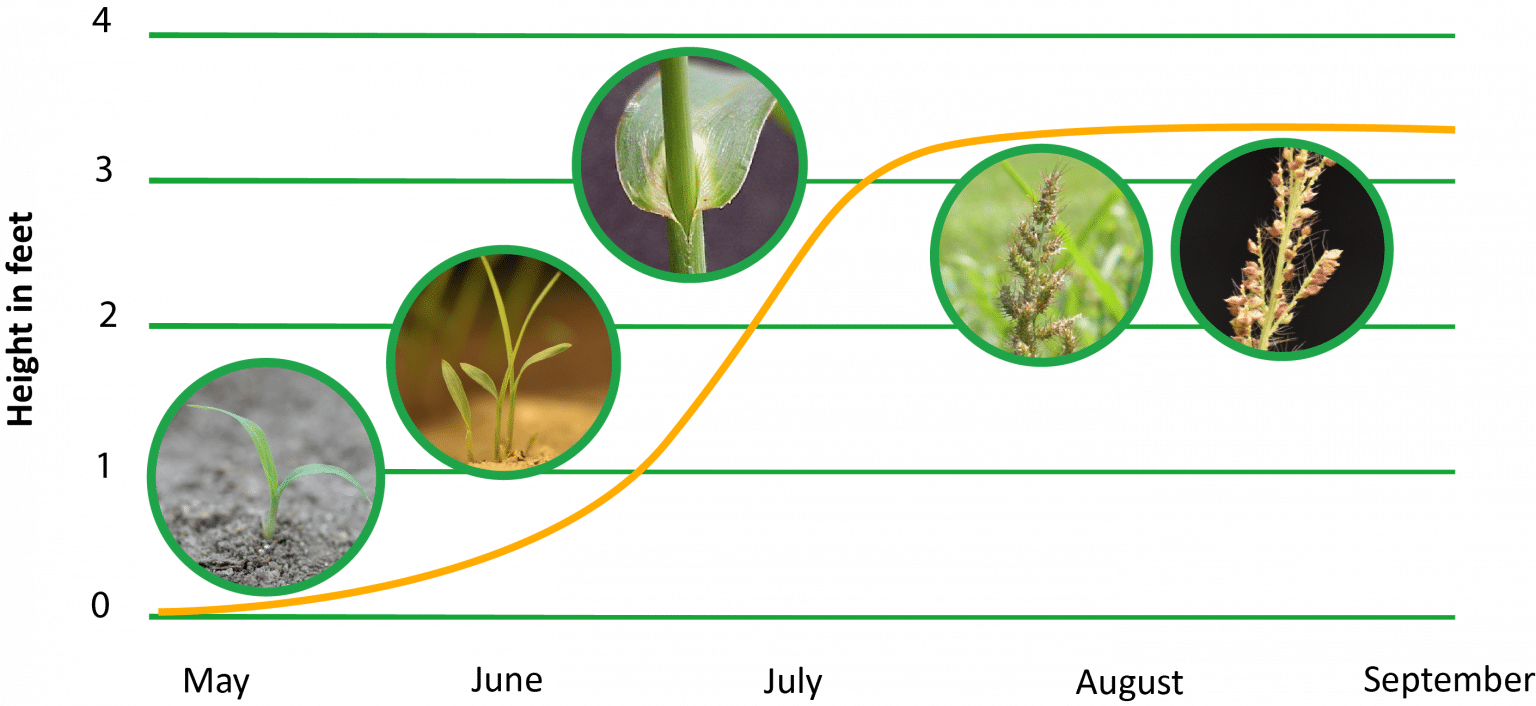 Barnyardgrass - Getting Rid Of Weeds