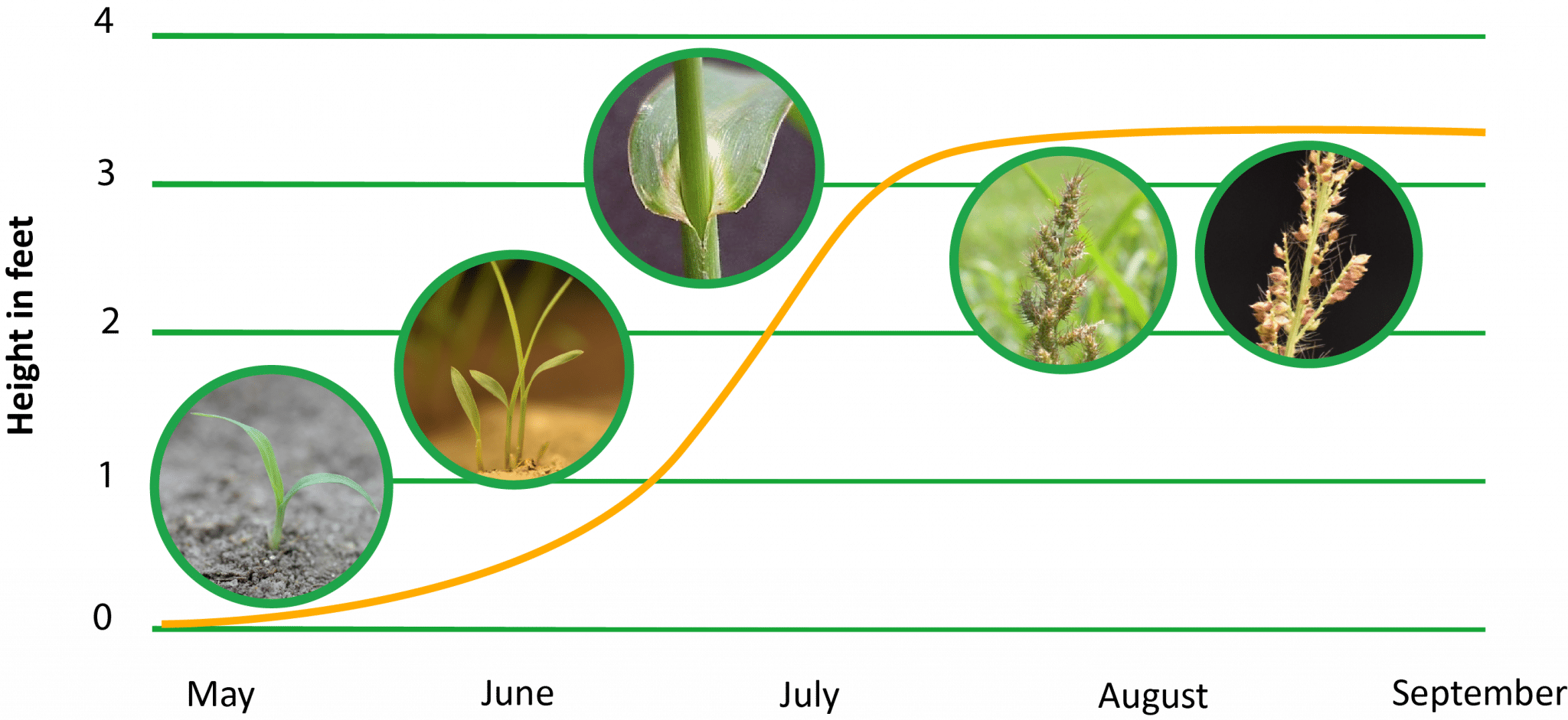 Barnyardgrass - Getting Rid Of Weeds