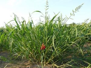 Barnyardgrass - Getting Rid Of Weeds