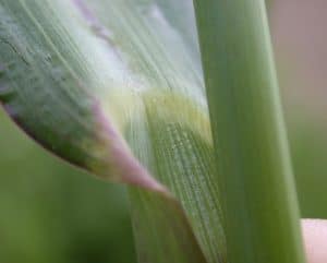 Barnyardgrass - Getting Rid Of Weeds