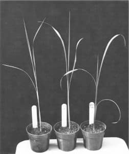 Barnyardgrass - Getting Rid Of Weeds