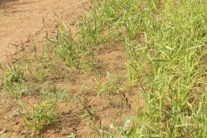 Barnyardgrass - Getting Rid Of Weeds