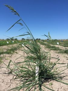 Barnyardgrass - Getting Rid Of Weeds