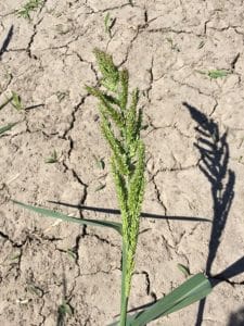 Barnyardgrass - Getting Rid Of Weeds