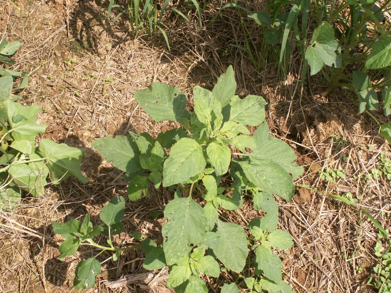 Redroot & Smooth Pigweed - Getting Rid Of Weeds
