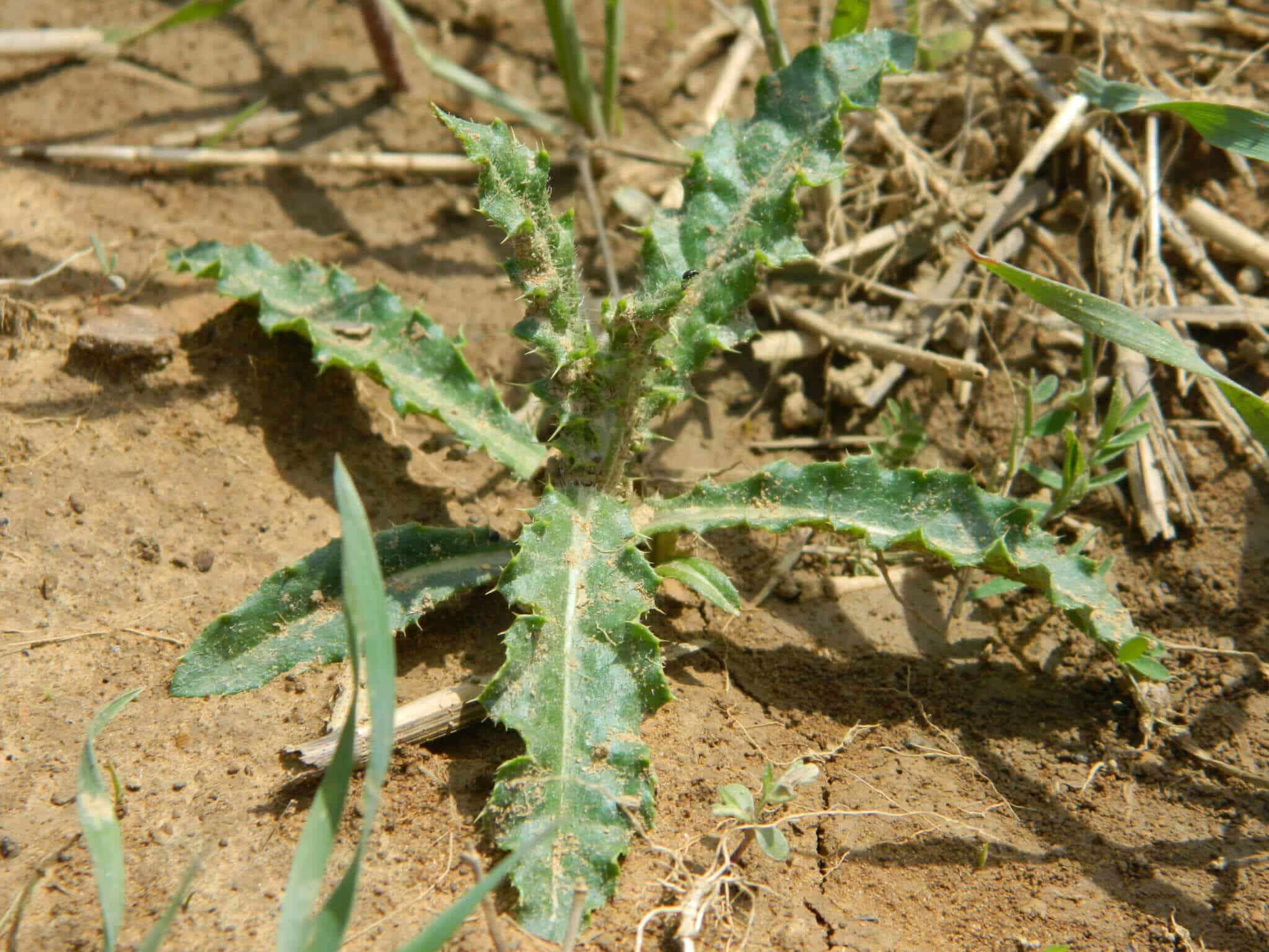 Weed Of The Week Canada Thistle Getting Rid Of Weeds Weed Of The Week Canada Thistle Getting Rid Of Weeds