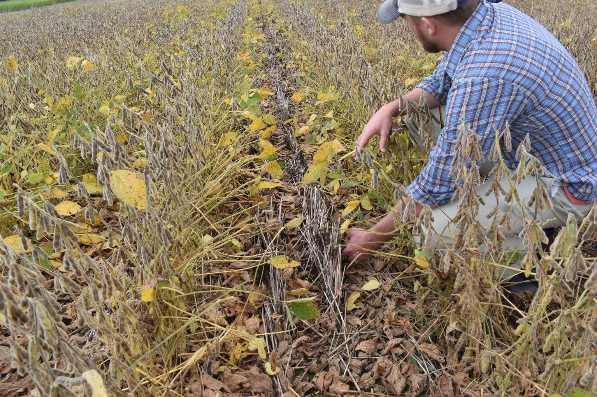 Plan Your Cover Crop For Weed Suppression - Getting Rid Of Weeds