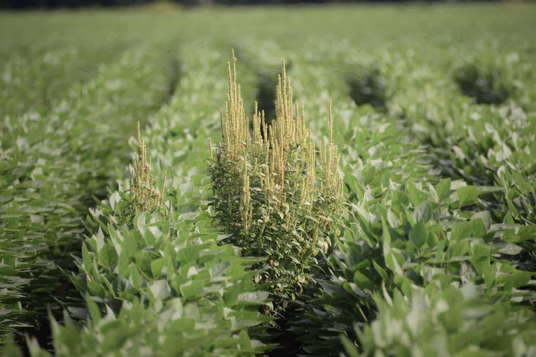 Harvest is Coming, Avoid Adding to the Weed Seed Bank - Getting Rid Of ...