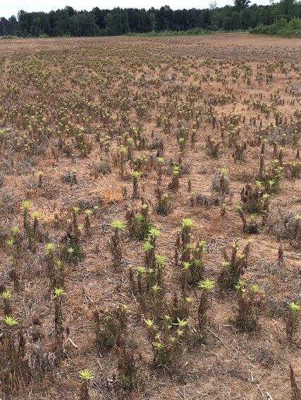 Start the Season Out Right: Plant into Weed-Free Fields - Getting Rid ...