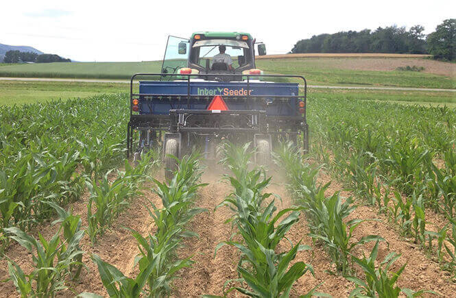 Cover Crops - Getting Rid Of Weeds