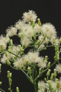 Horseweed - Getting Rid Of Weeds