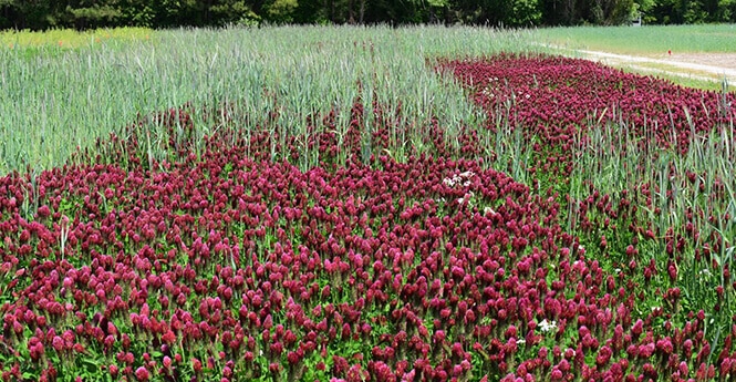 A-B-C of Integrated Weed Management | Integrated Weed Management ...