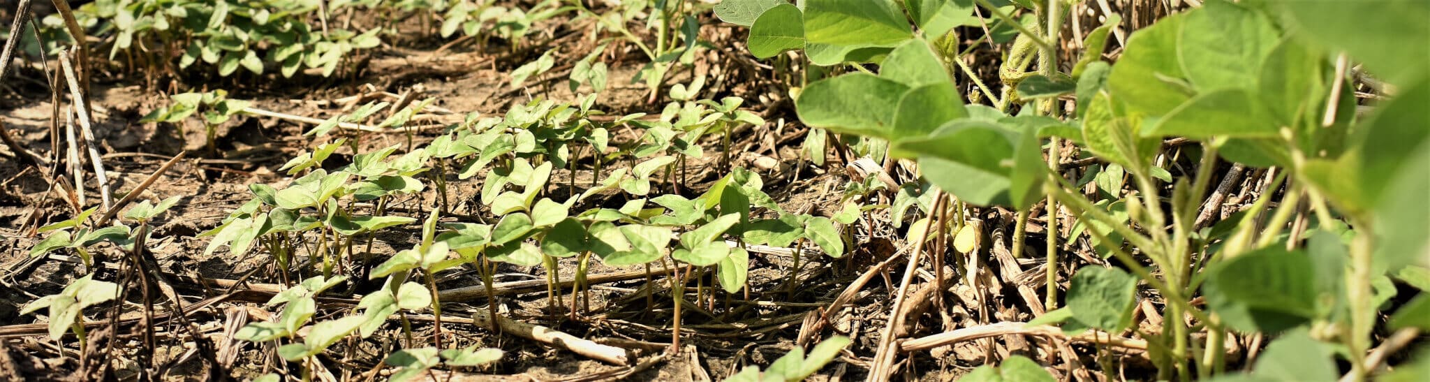 Understanding the Soil Seed Bank for Integrated Weed Management ...
