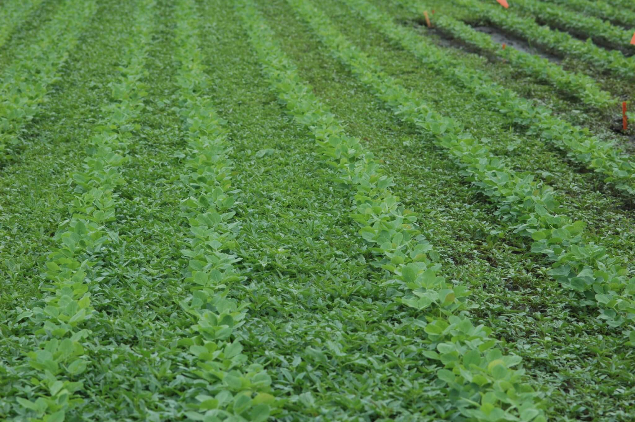 Narrow Soybean Rows: How to Manage Both Weeds & White Mold - Getting ...