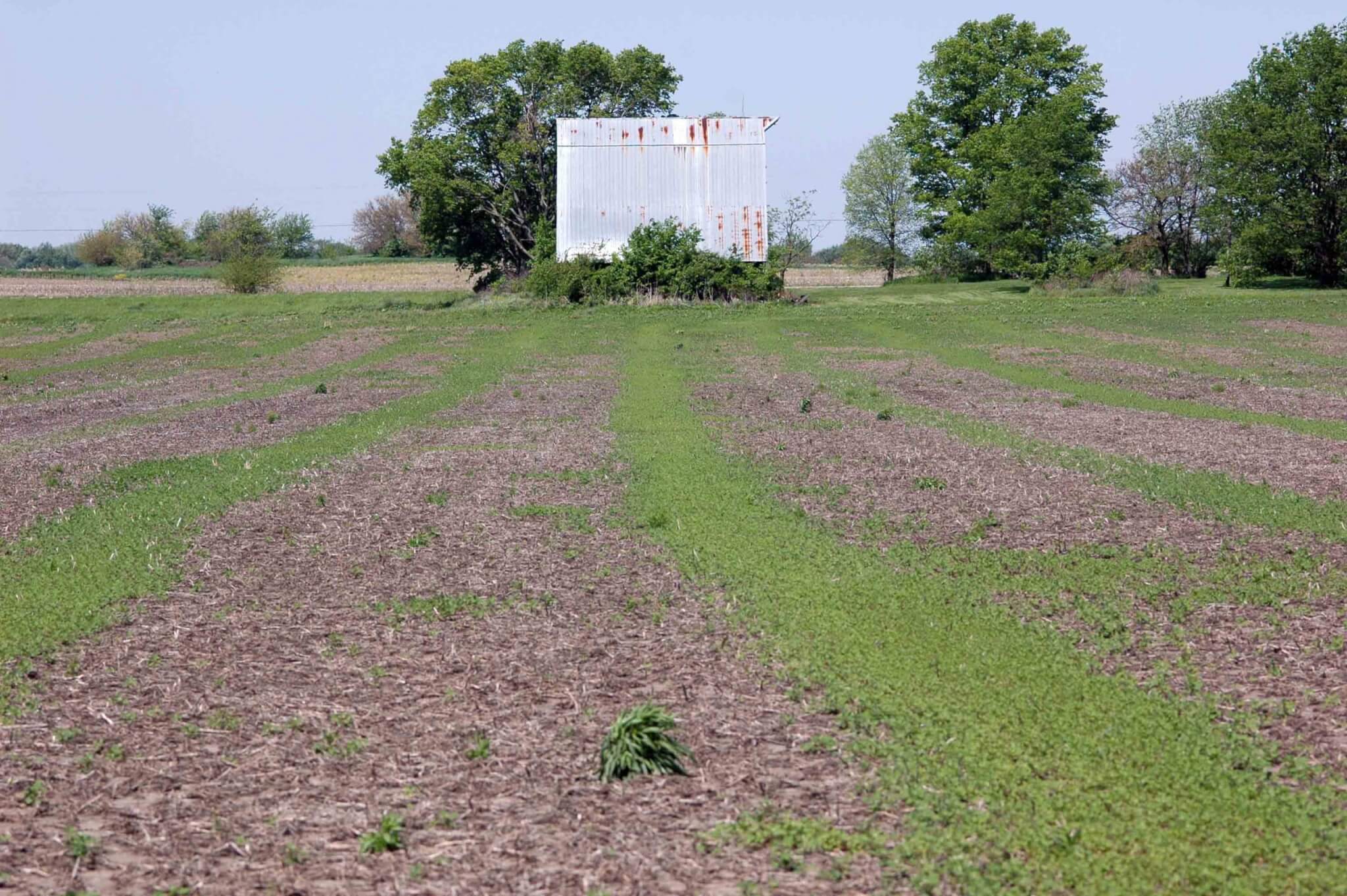 Scout for Palmer Amaranth and Waterhemp to Prevent Spreading Seeds with ...