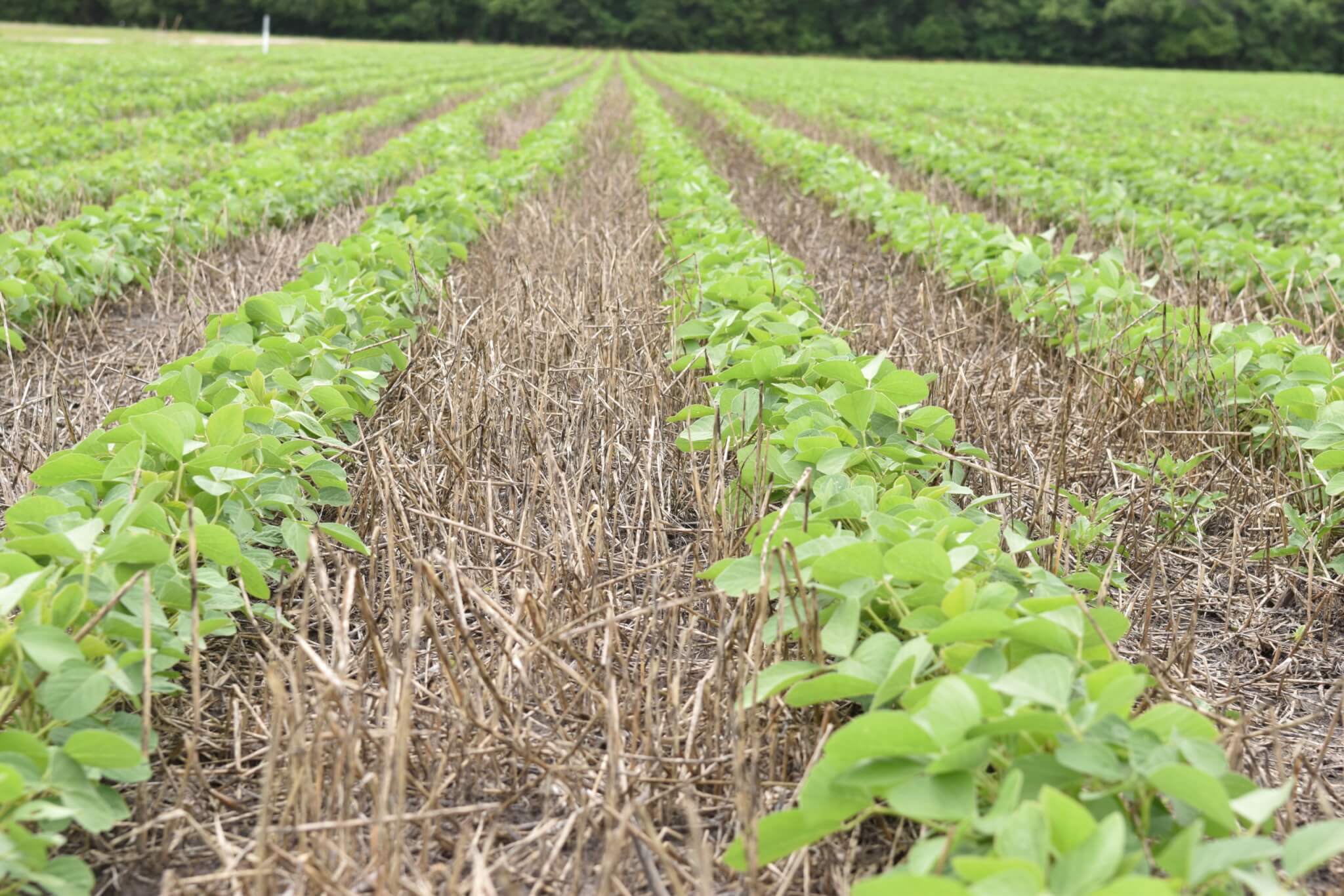 A-B-C of Integrated Weed Management | Integrated Weed Management ...