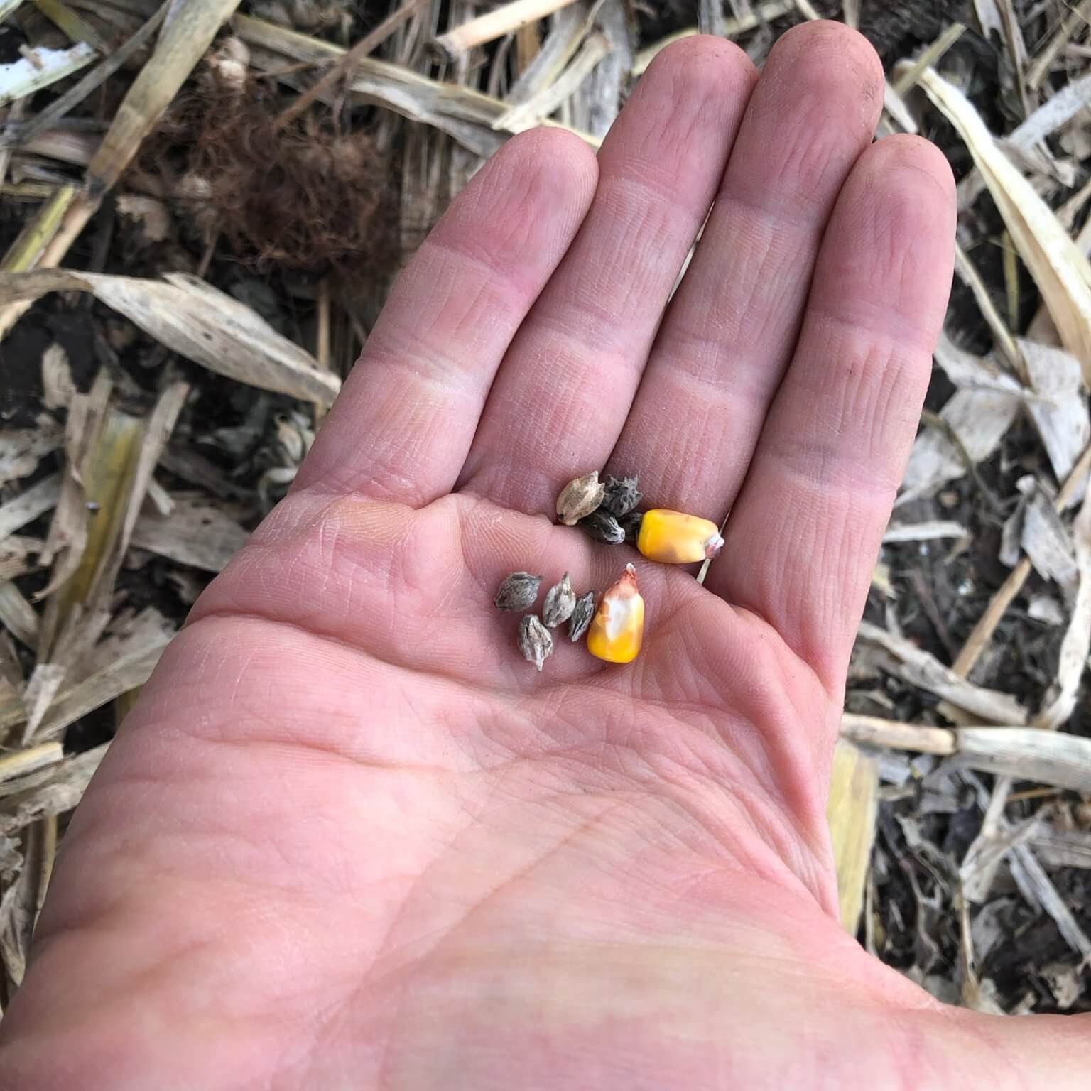 Ragweed (Giant) - Getting Rid Of Weeds