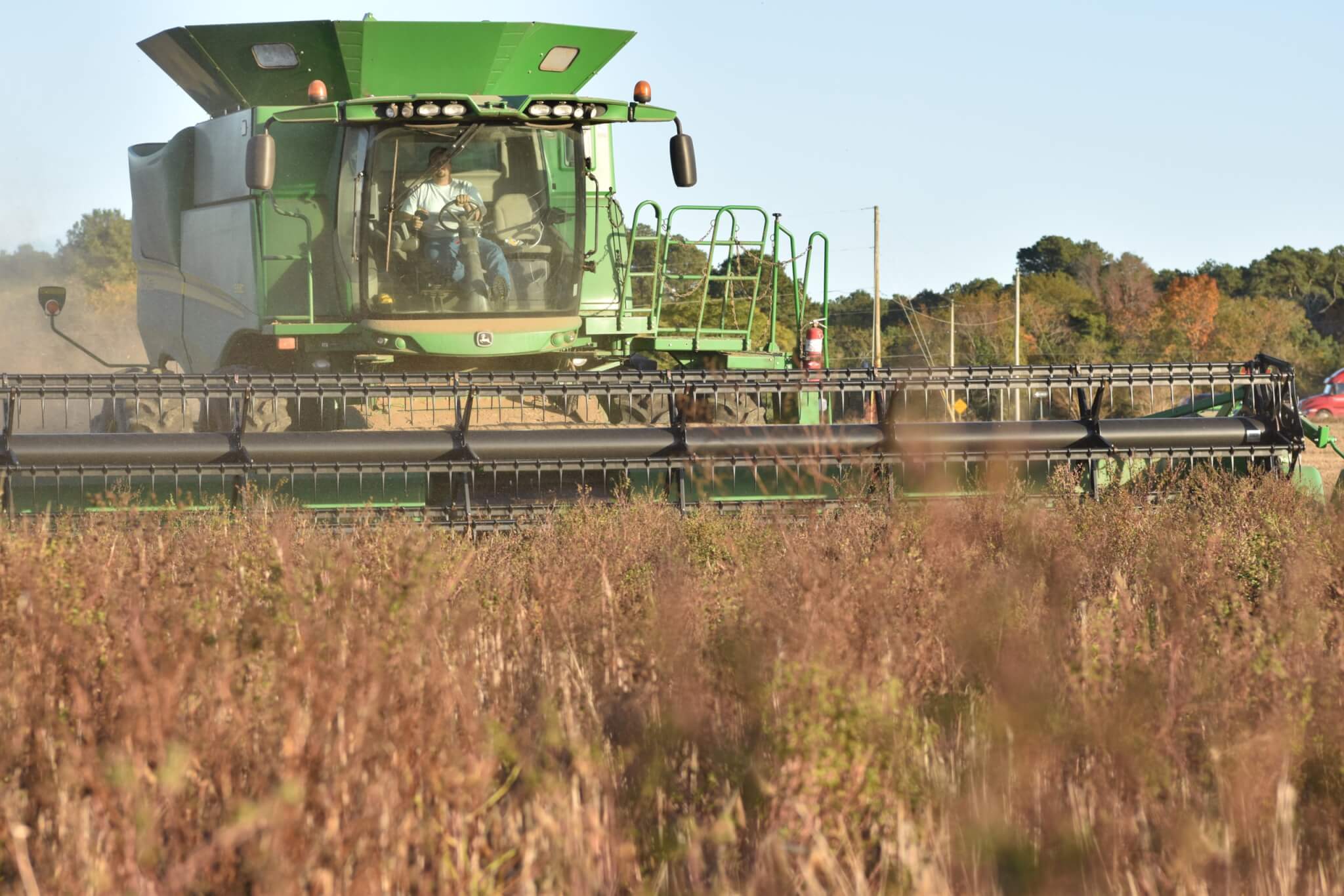 Ragweed (Common) - Getting Rid Of Weeds