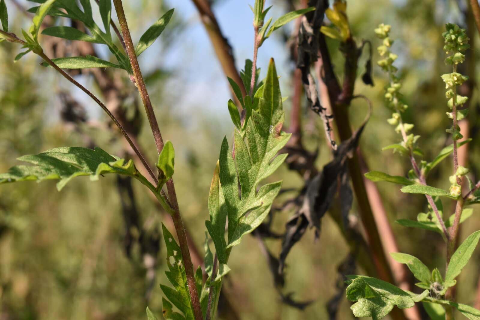 Ragweed (Common) - Getting Rid Of Weeds