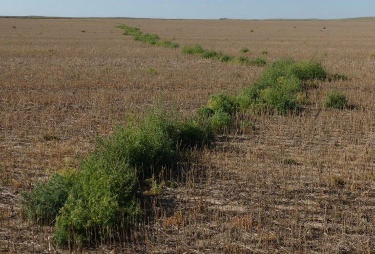 Kochia - Getting Rid Of Weeds