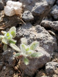 Kochia - Getting Rid Of Weeds