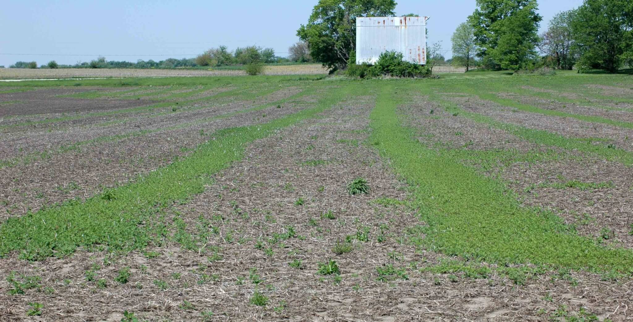 Waterhemp - Getting Rid Of Weeds