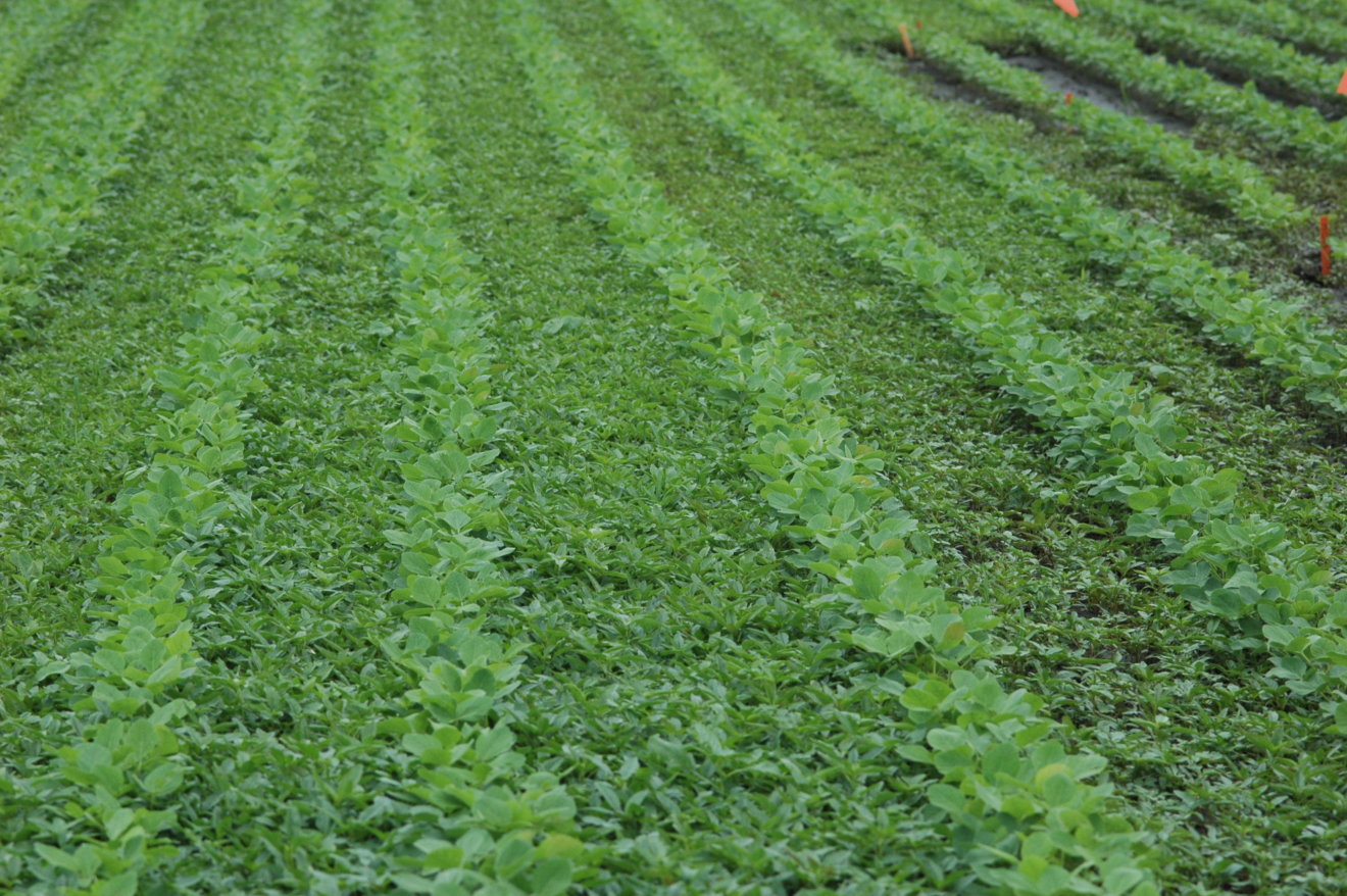 Waterhemp | Getting Rid Of Weeds