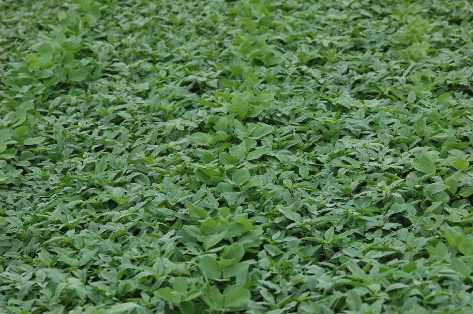 Waterhemp - Getting Rid Of Weeds