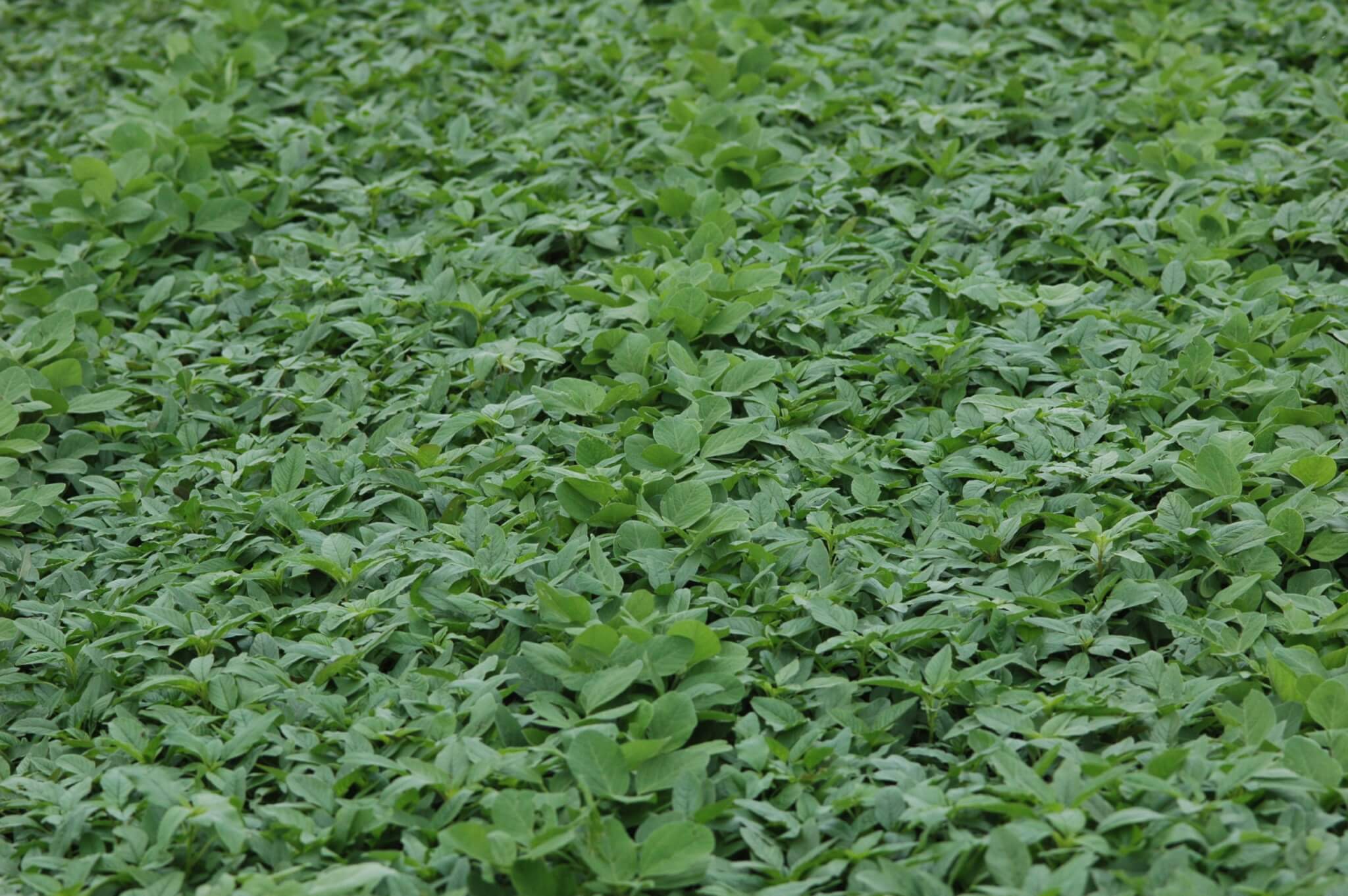 Waterhemp - Getting Rid Of Weeds