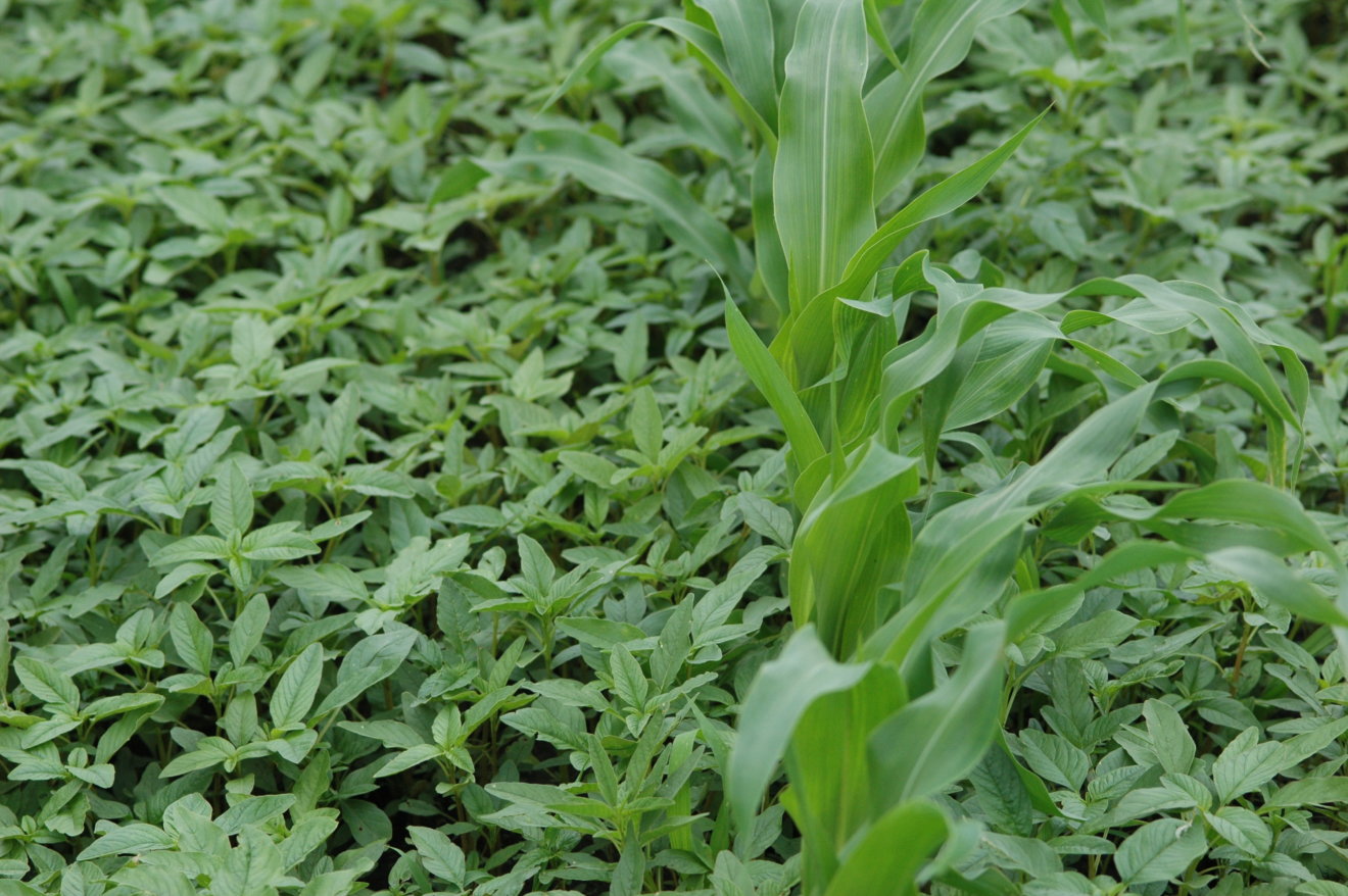 Waterhemp - Getting Rid Of Weeds