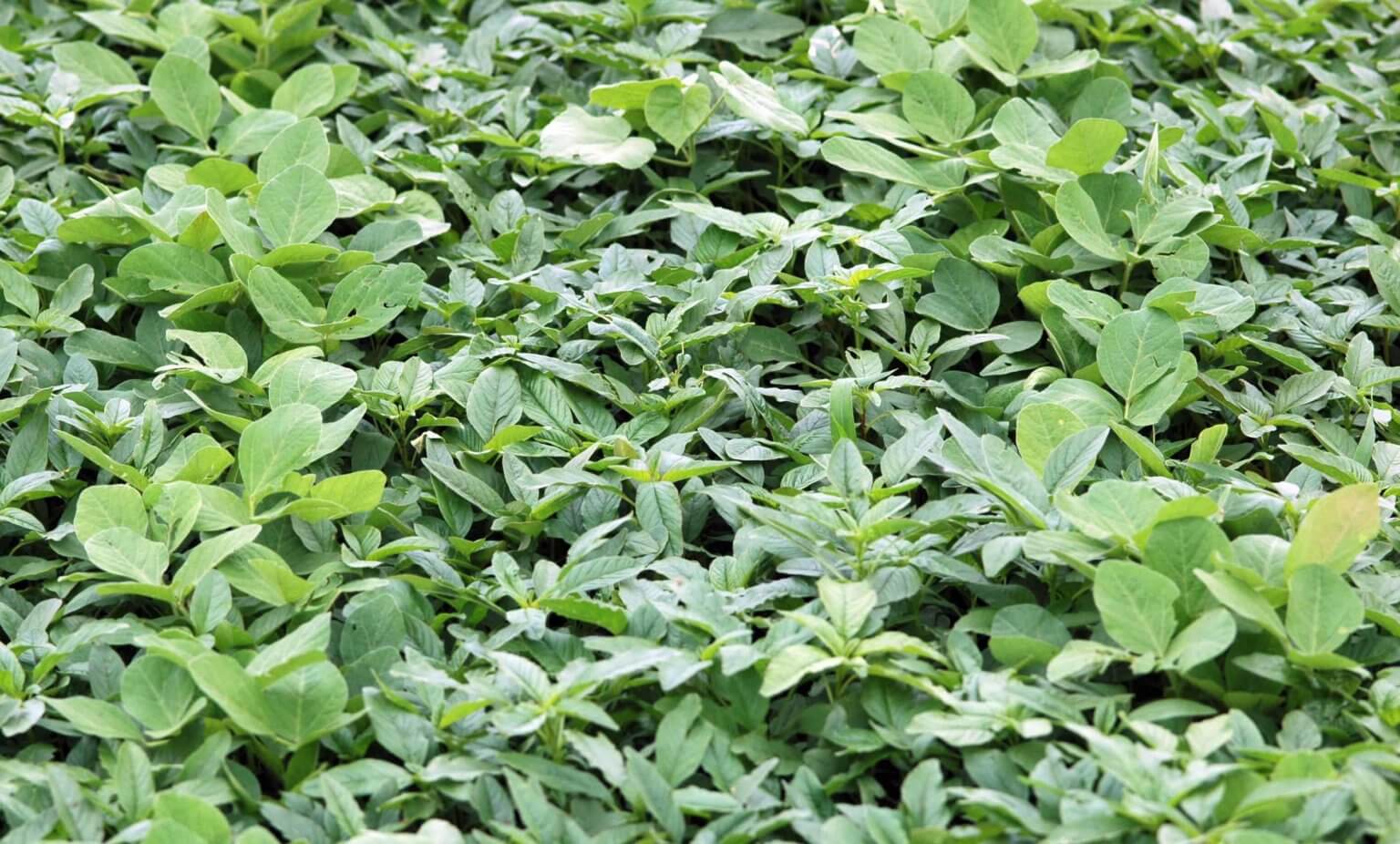 Waterhemp - Getting Rid Of Weeds