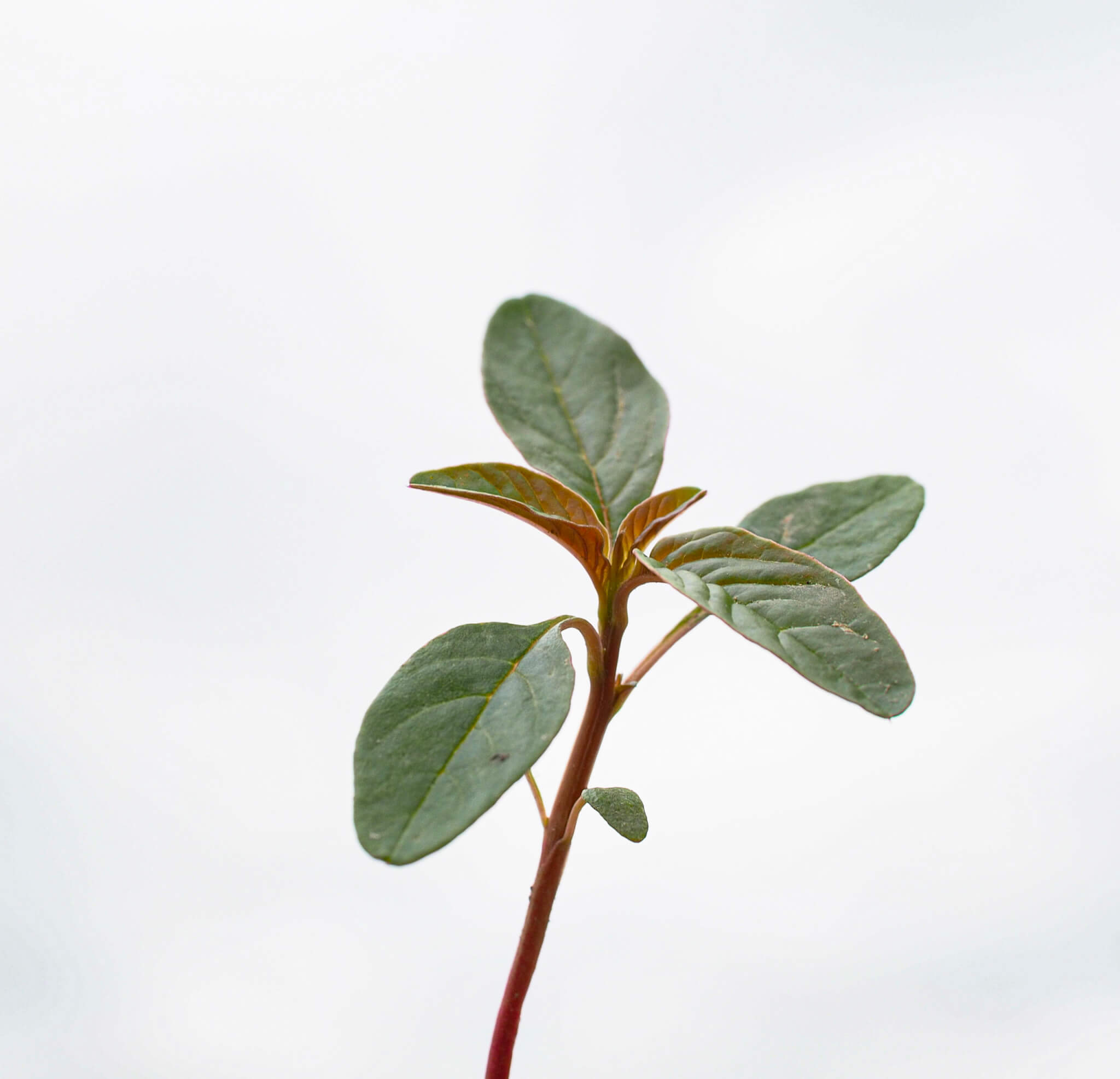 Waterhemp - Getting Rid Of Weeds