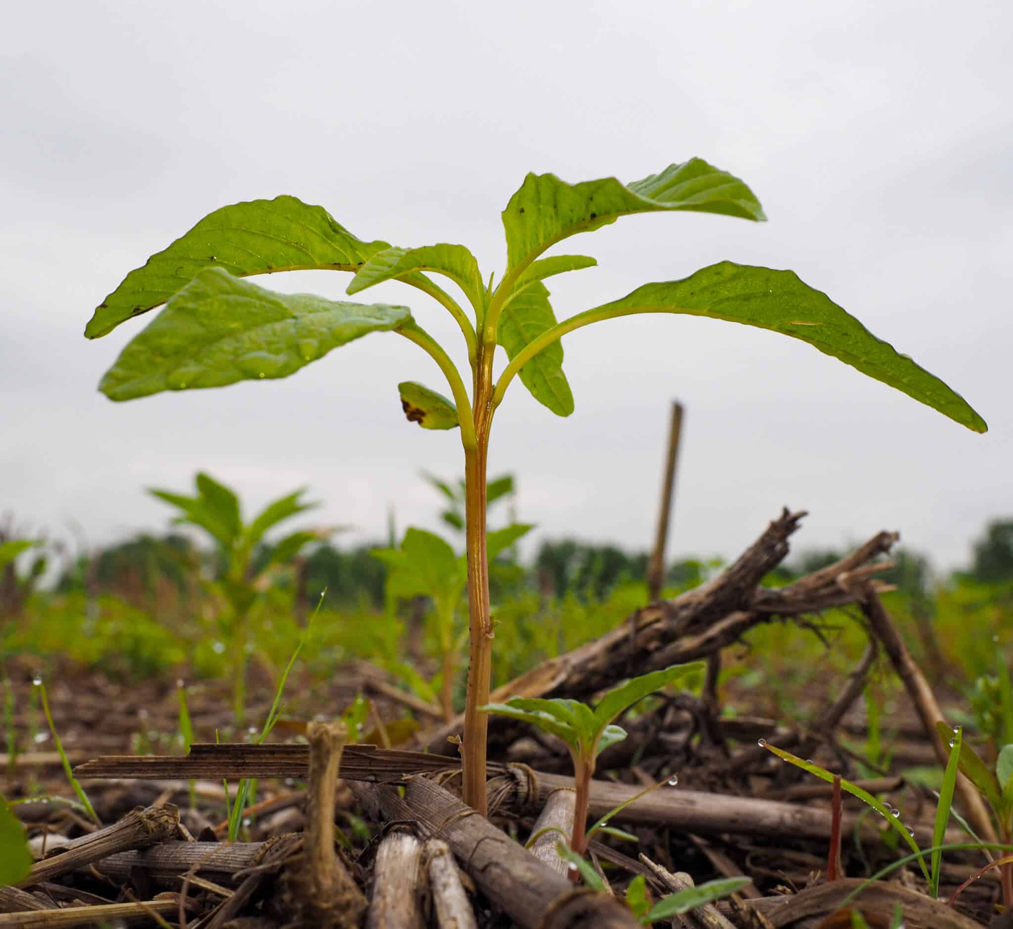 Waterhemp | Getting Rid Of Weeds
