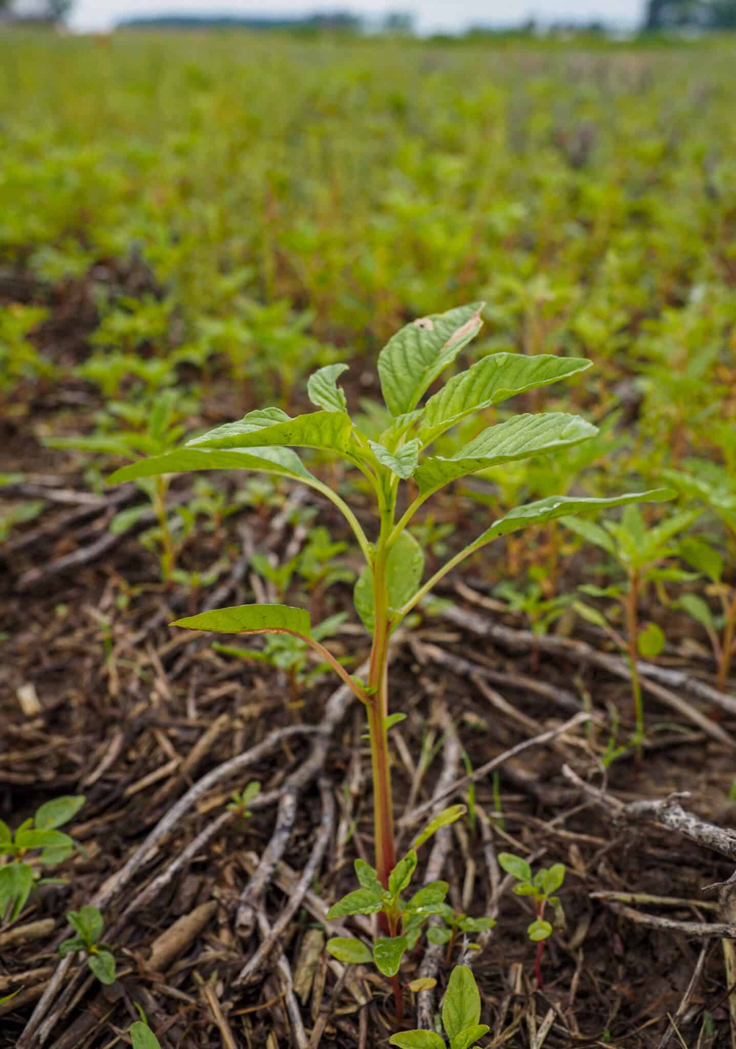 Waterhemp - Getting Rid Of Weeds