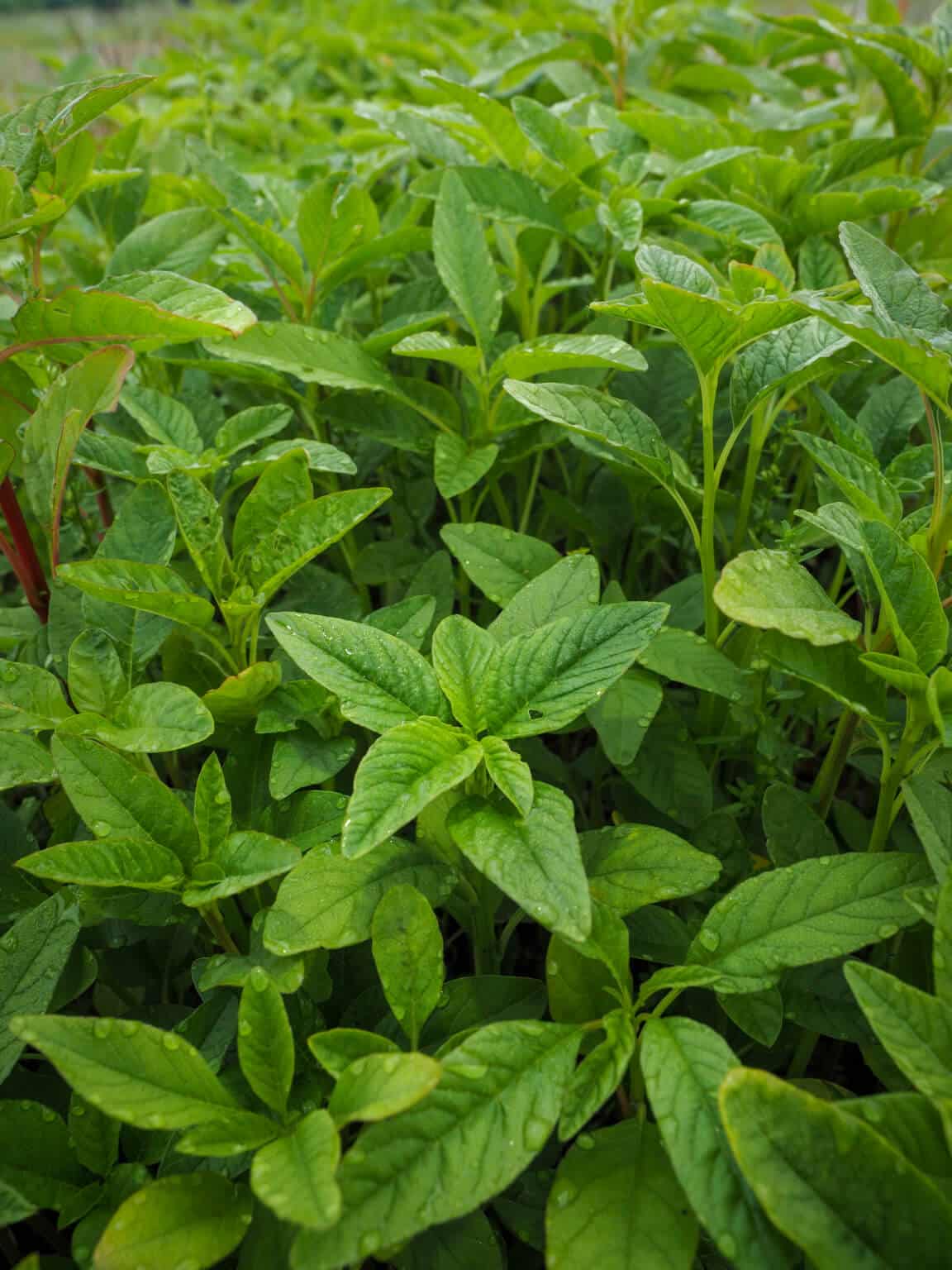 Waterhemp - Getting Rid Of Weeds