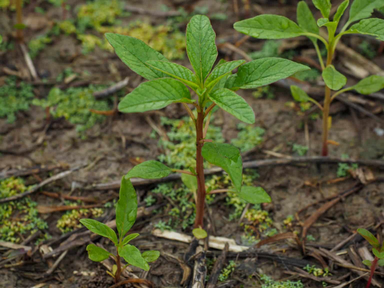 Waterhemp - Getting Rid Of Weeds