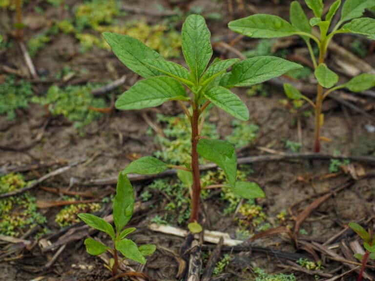 Waterhemp - Getting Rid Of Weeds