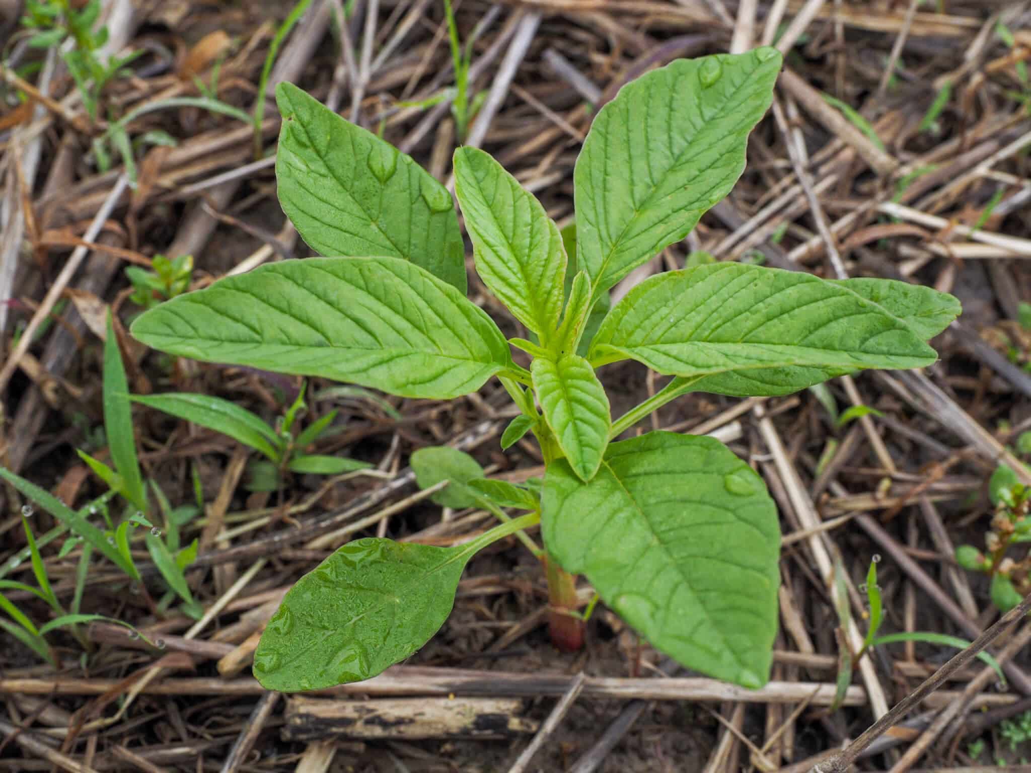 Waterhemp | Getting Rid Of Weeds