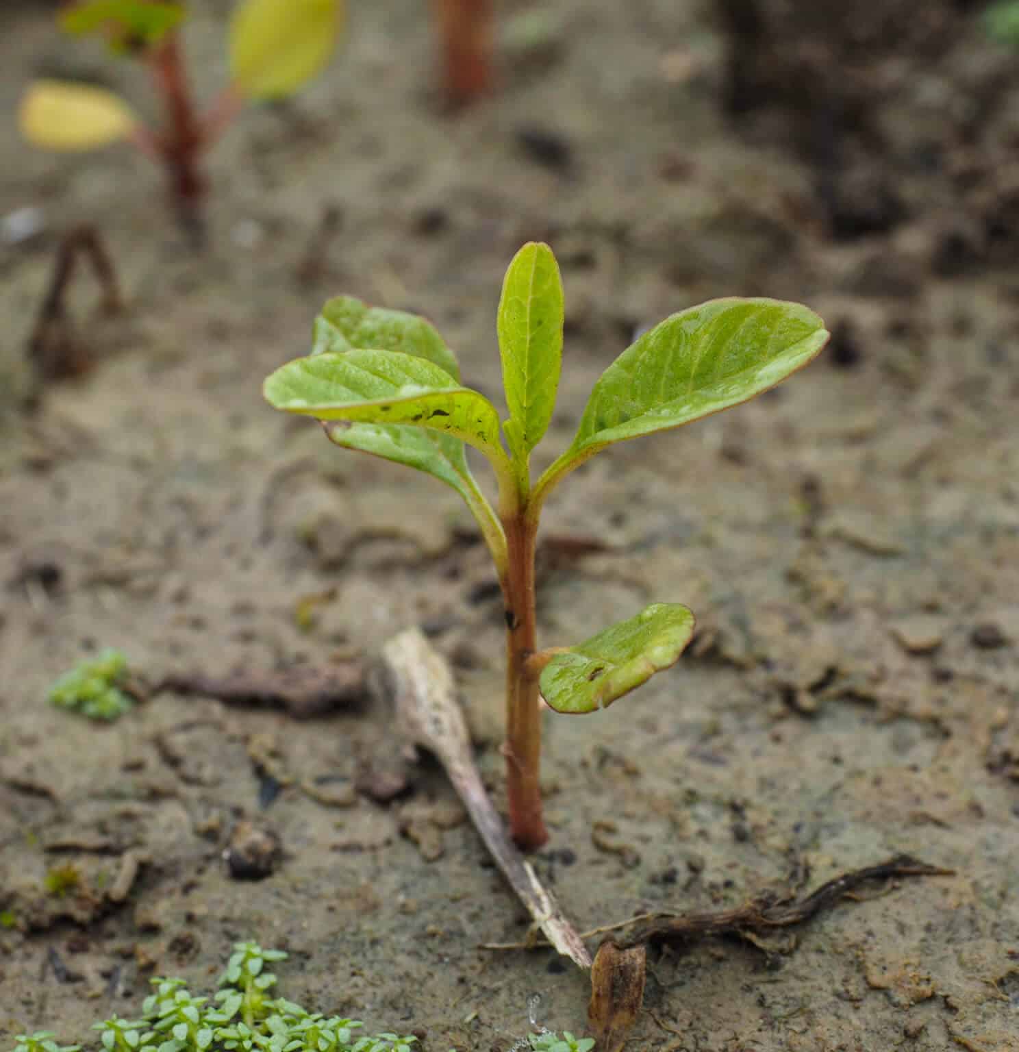 Waterhemp - Getting Rid Of Weeds