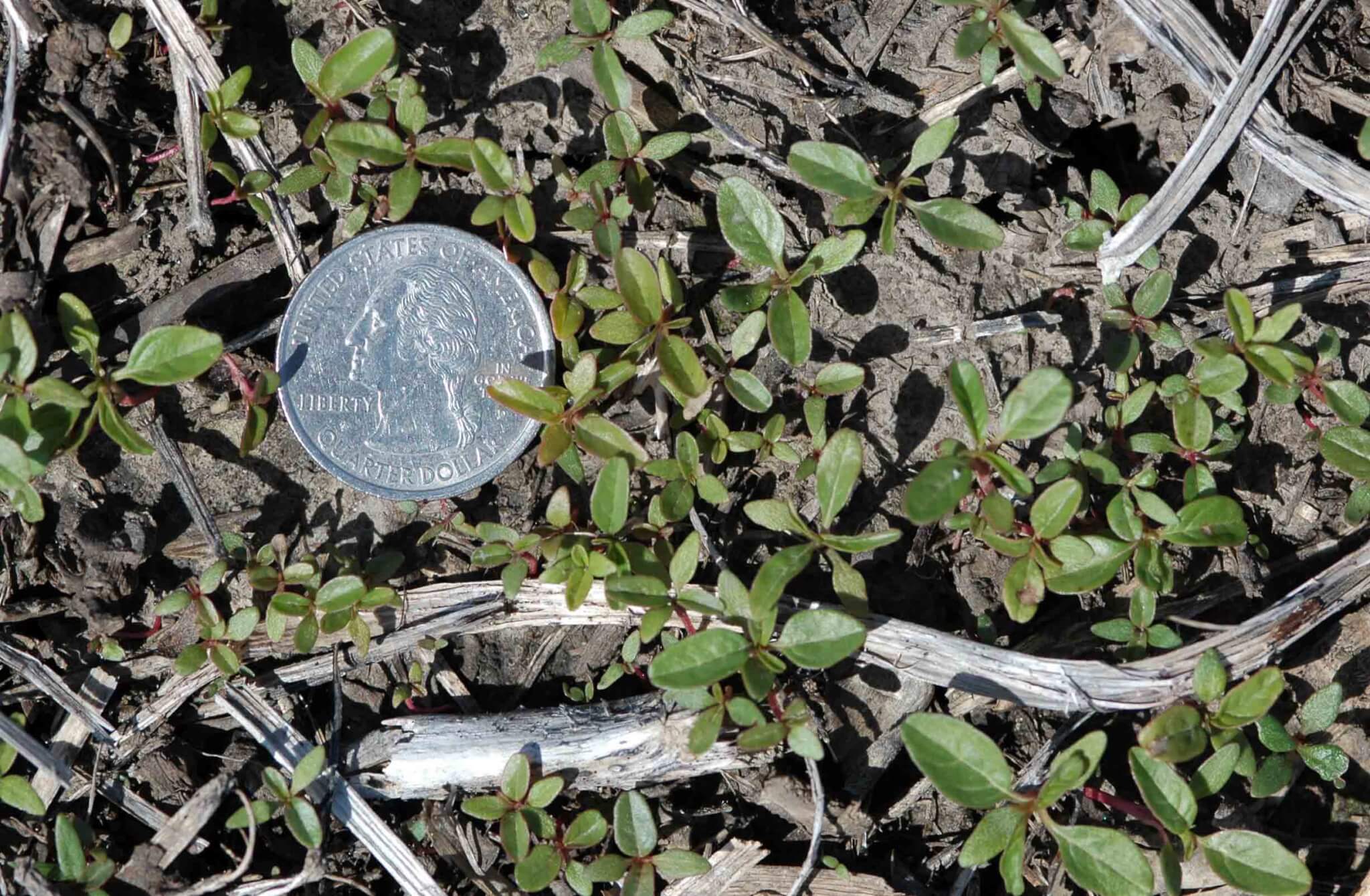 Waterhemp - Getting Rid Of Weeds