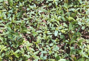 Waterhemp - Getting Rid Of Weeds