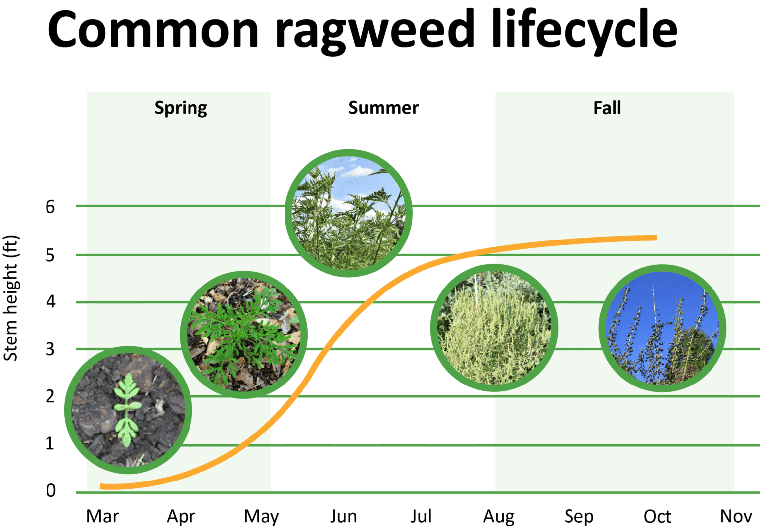 Ragweed (Common) - Getting Rid Of Weeds