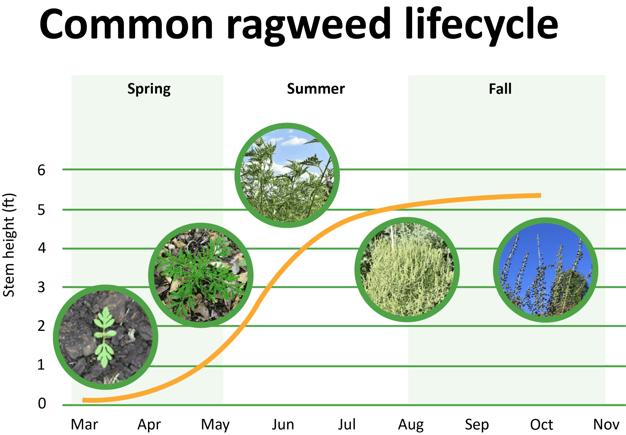Ragweed (Common) - Getting Rid Of Weeds