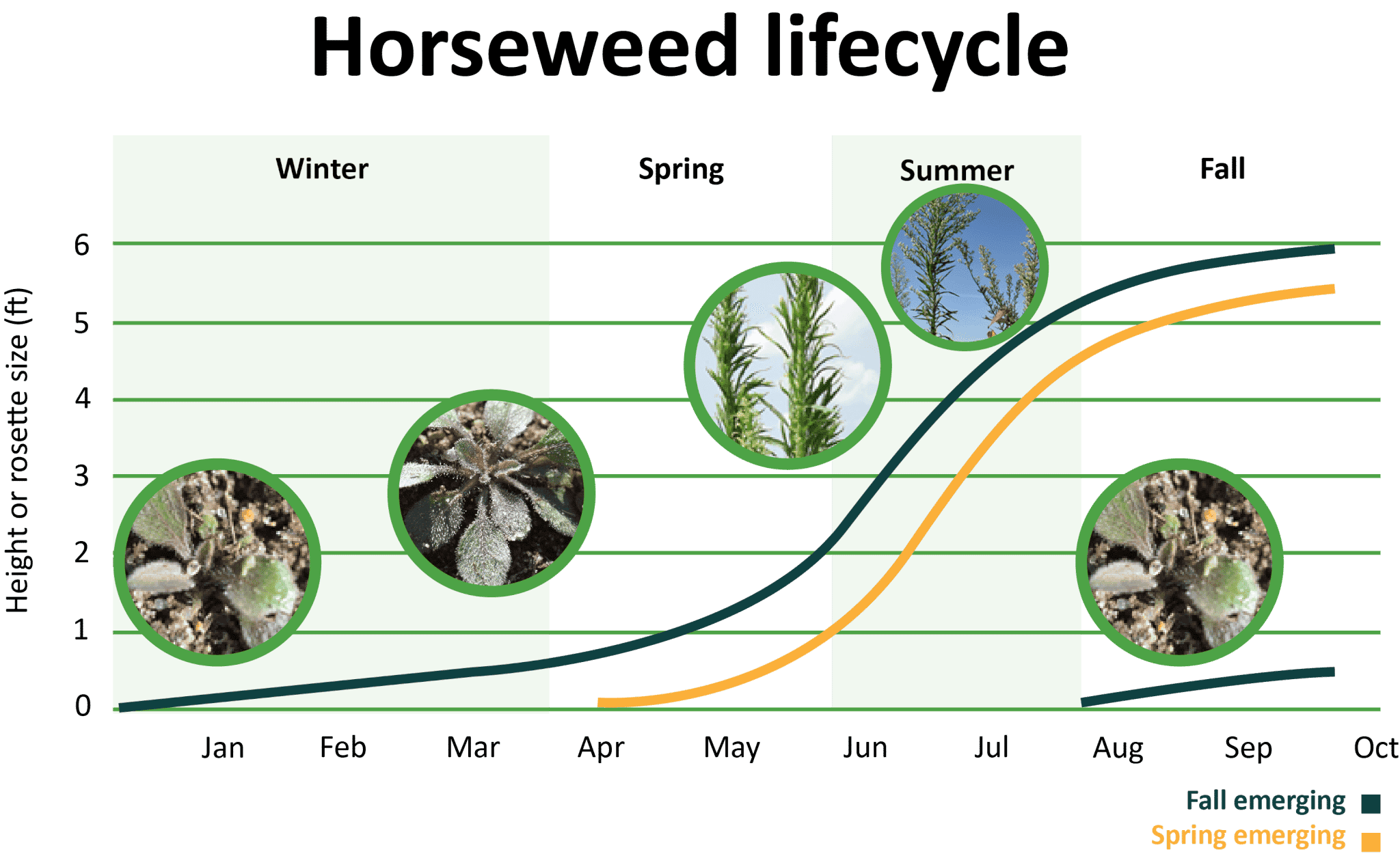 Horseweed - Getting Rid Of Weeds