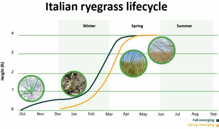 Italian Ryegrass - Getting Rid Of Weeds