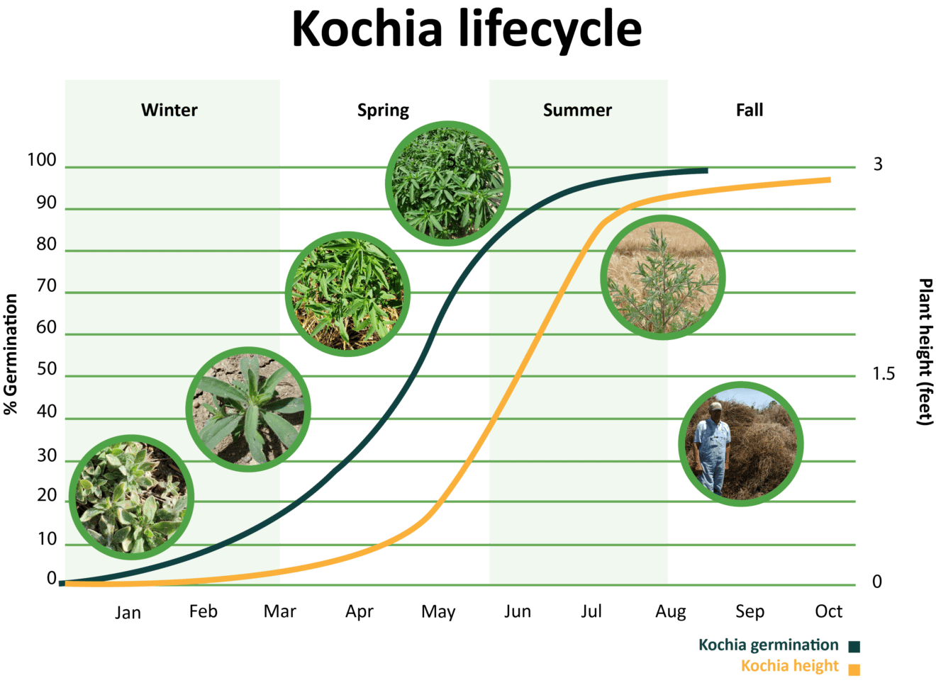 Kochia - Getting Rid Of Weeds