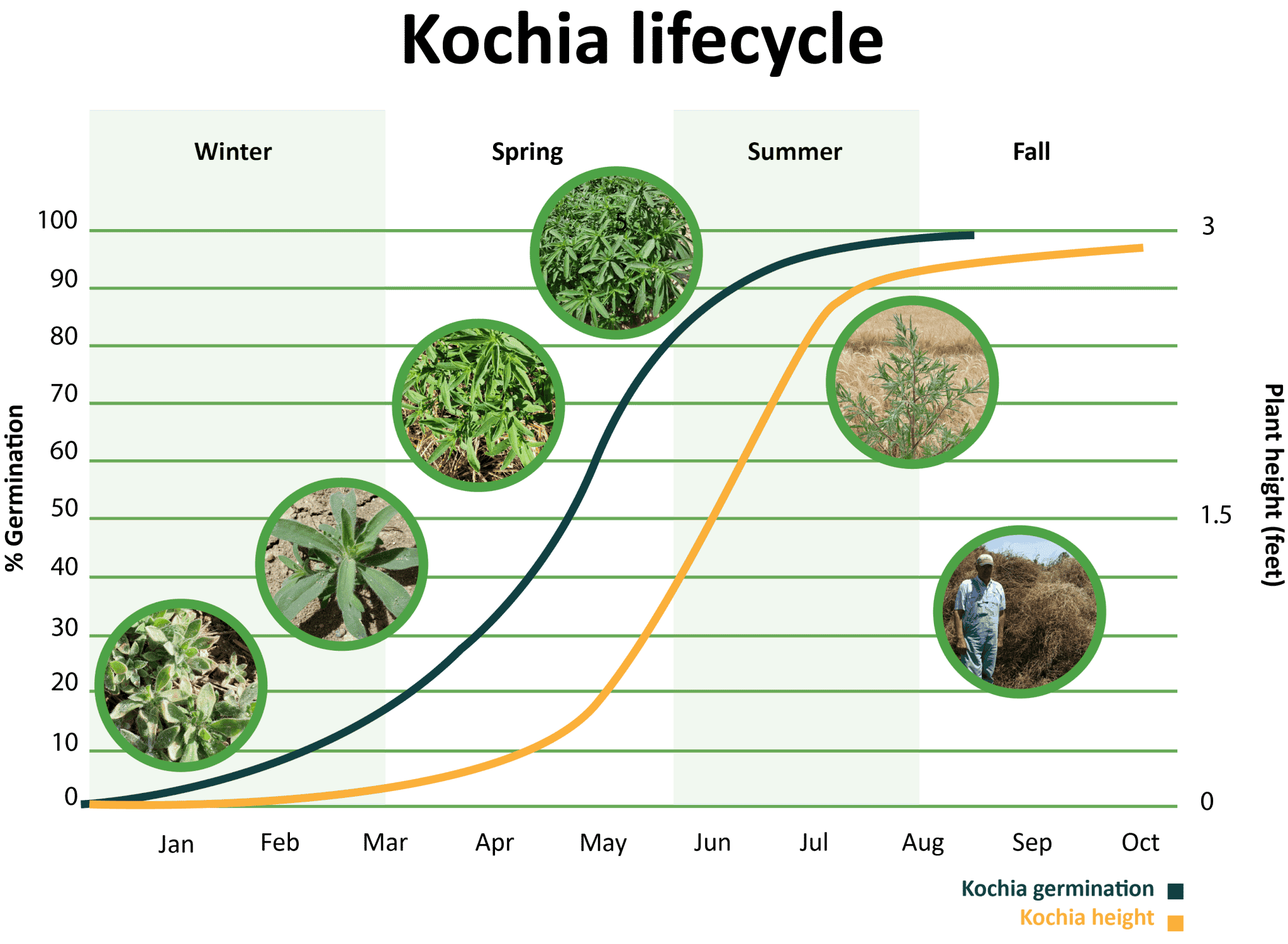 Kochia - Getting Rid Of Weeds