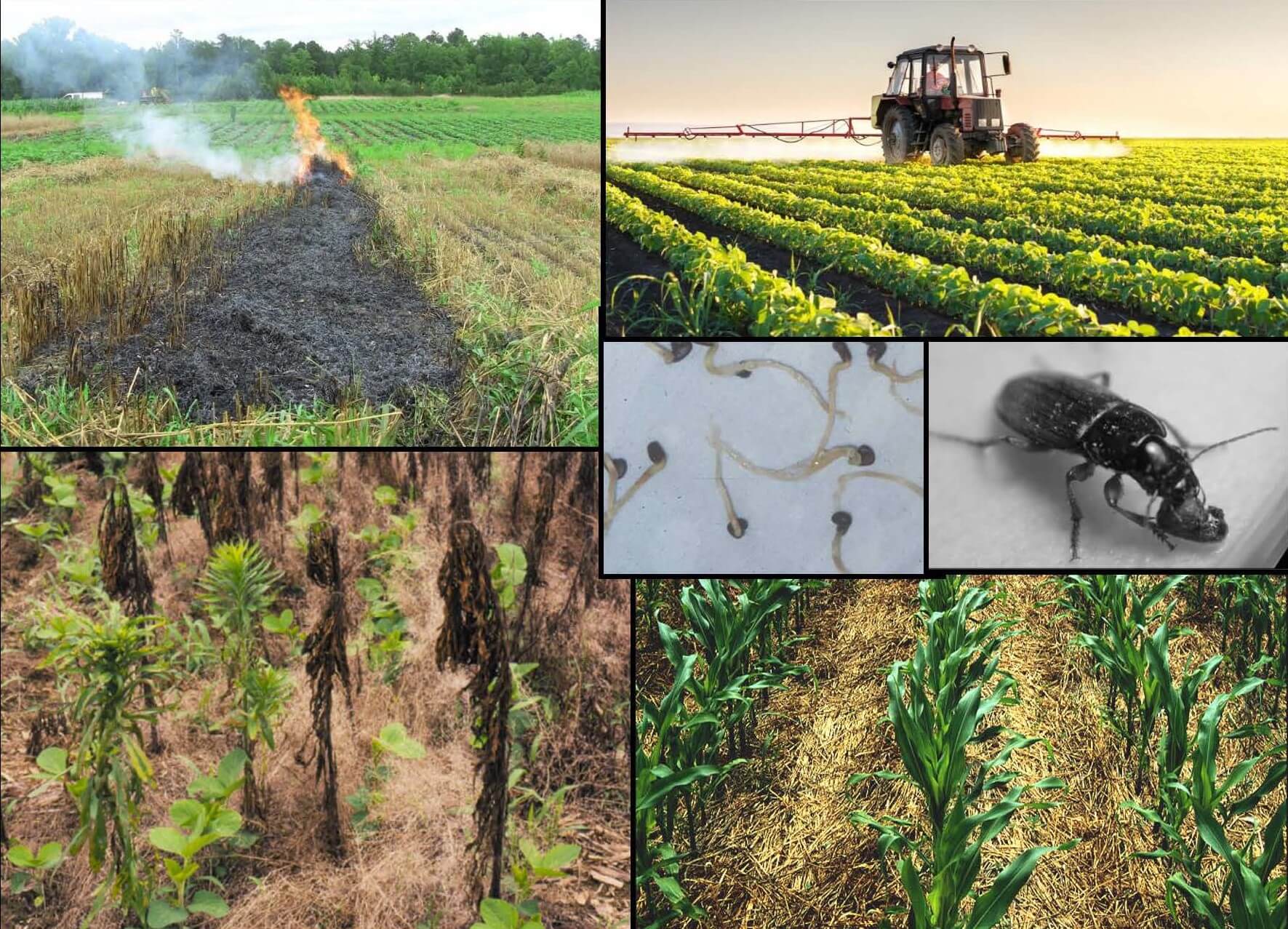A Practical Guide for Integrated Weed Management In Mid-Atlantic Grain ...