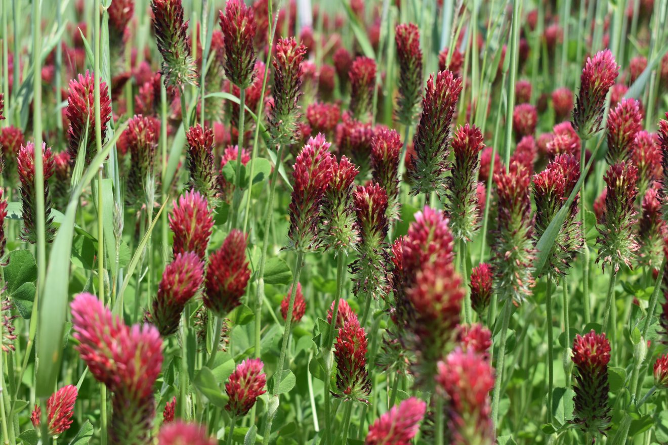 Broadleaf Signalgrass - Getting Rid Of Weeds