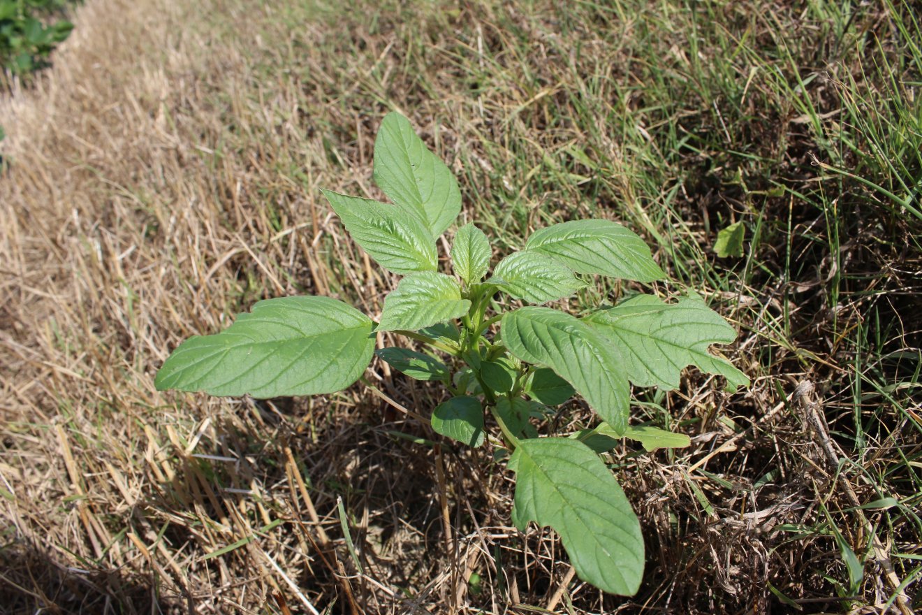 GROW (Getting Rid of Weeds) through Integrated Weed Management ...